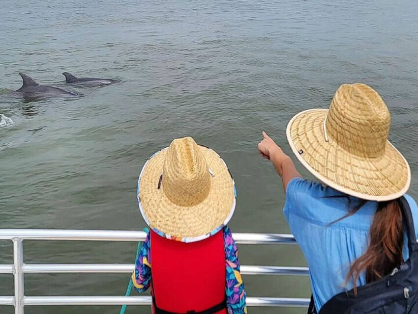 Folly Beach Dolphin Viewing Boat Excursion and Estuary Tour, Jul 22nd 7 ...