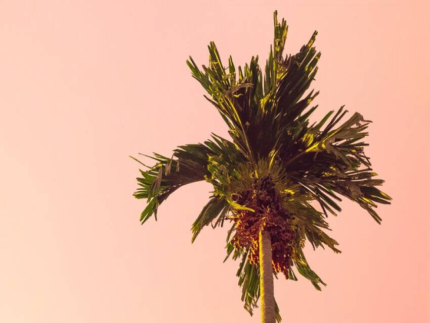 The Legends & Icons Tour of Palm Springs, Jun 1st 4:00pm, Twentynine ...