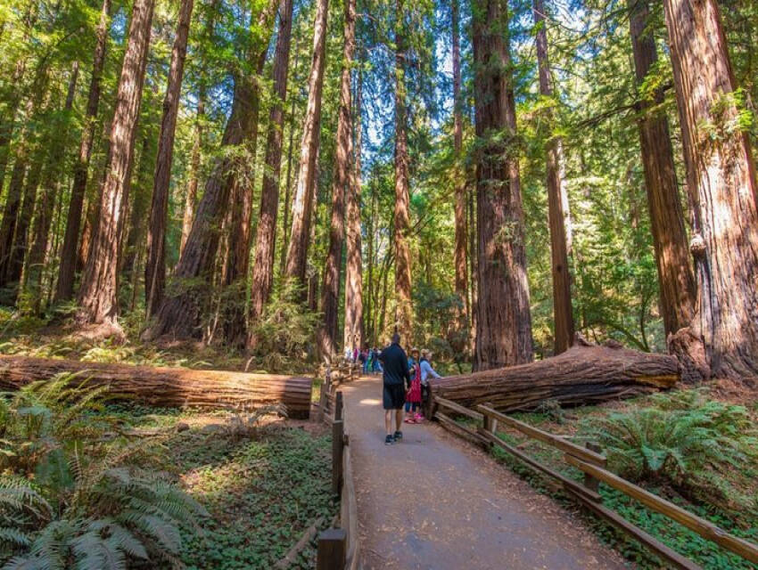 SF City, Muir Woods and Sausalito Tour with Optional Alcatraz, Sep 8th ...