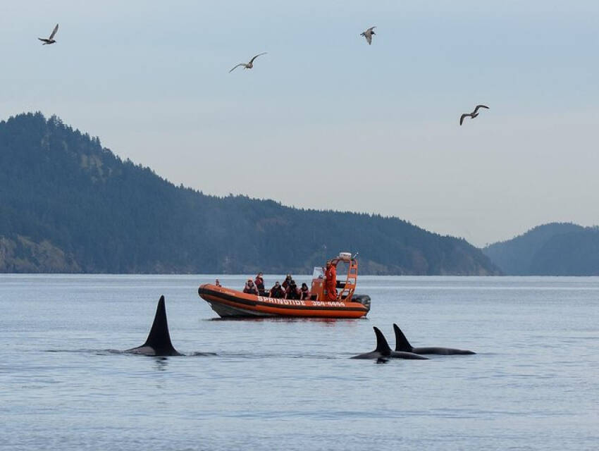 Victoria Whale Watching Tour by Zodiac, Aug 10th 4:00pm, Victoria ...