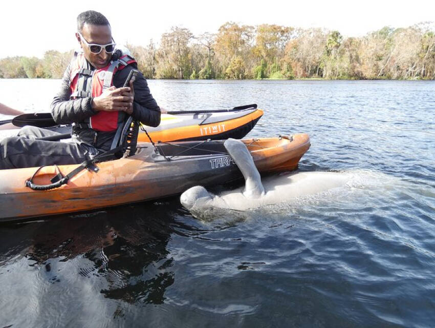 Manatee Discovery Kayak Tour for Small Groups near Orlando, Jul 28th 7 ...