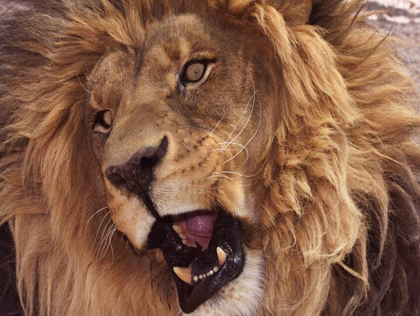 Lion Habitat Ranch Admission Ticket in Las Vegas, Jul 26th 4:00pm ...