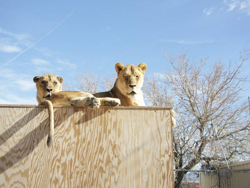 Lion Habitat Ranch Admission Ticket in Las Vegas, Jul 26th 4:00pm ...
